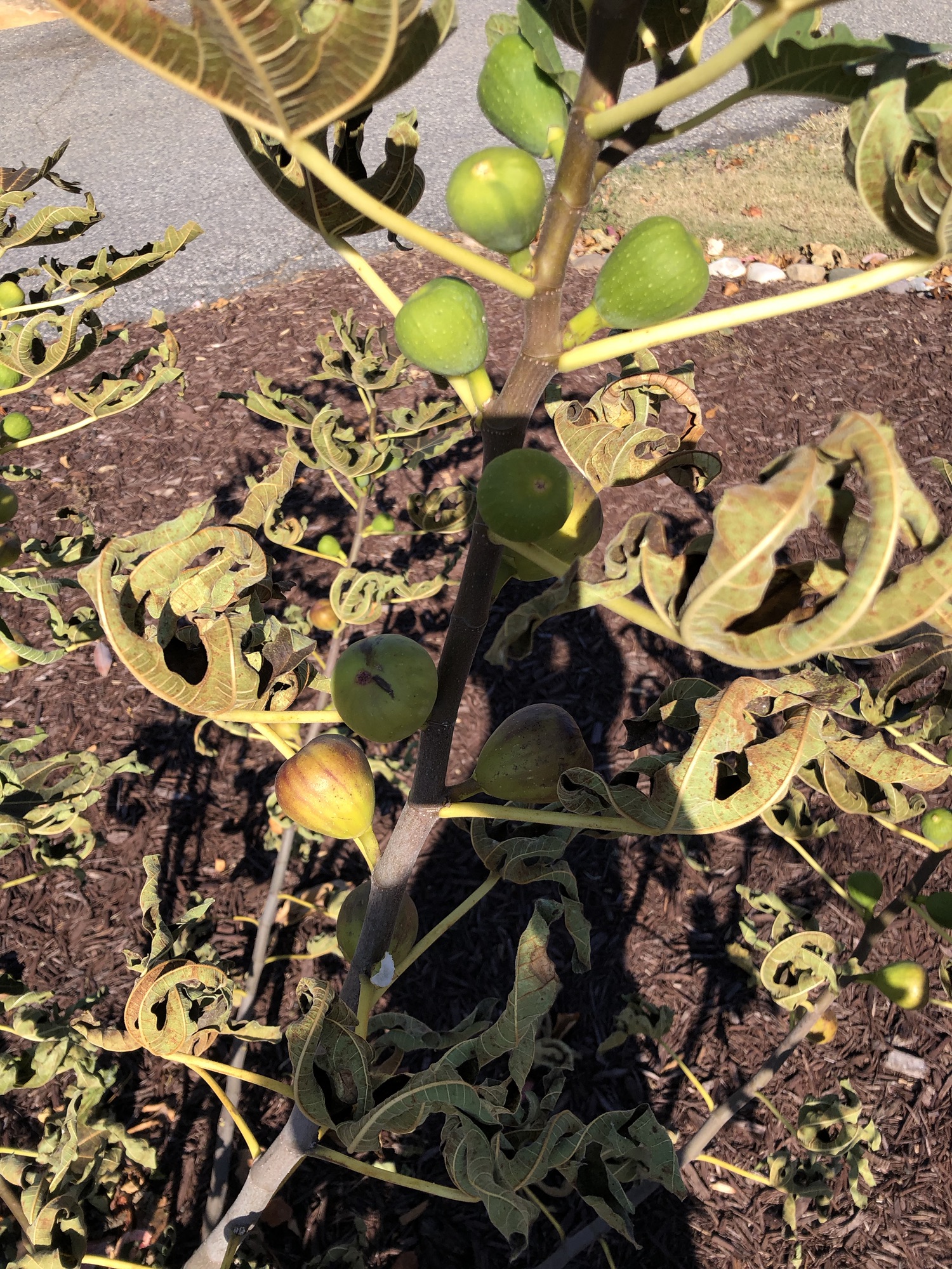 Undeveloped Fruit – A Fitting Reply